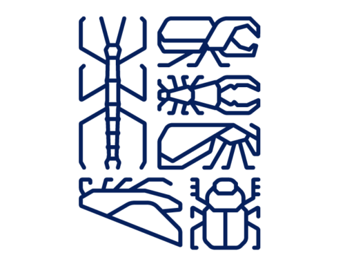 Arizona Insect Festival