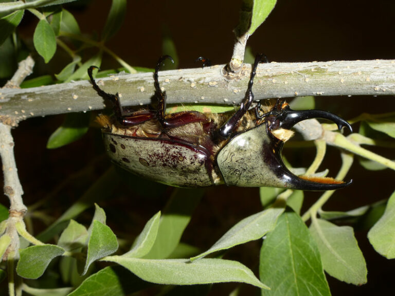 Arizona Insect Festival
