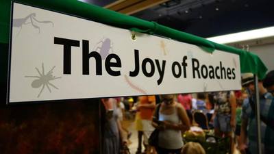 Arizona Insect Festival