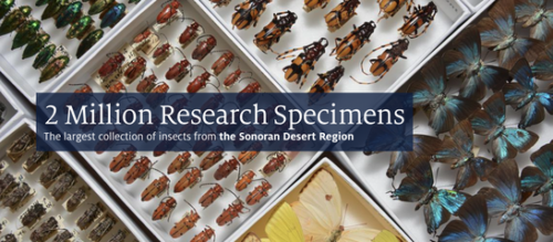 Booths – Arizona Insect Festival